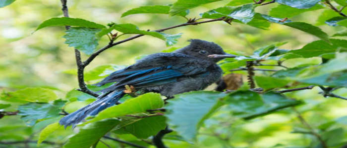 Stellar's Blue Jay Tea