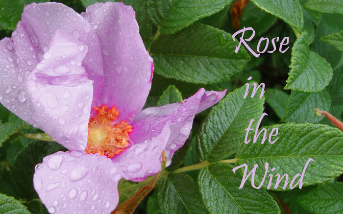 Rose in the Wind Tea