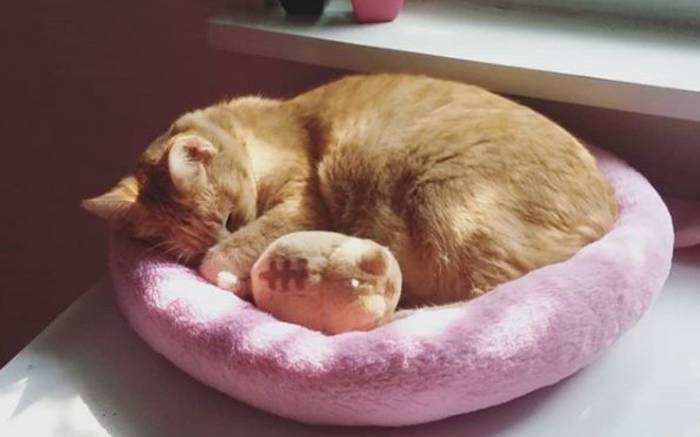 Sleepy Ginger Tea