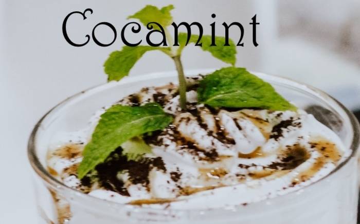 Cocoamint Tea