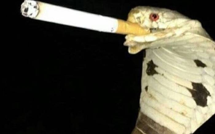 Snake Tea (only for sluts) Tea