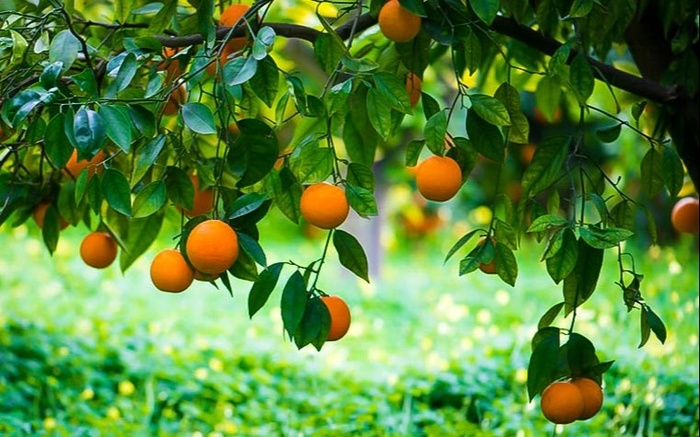 Citrus Tea