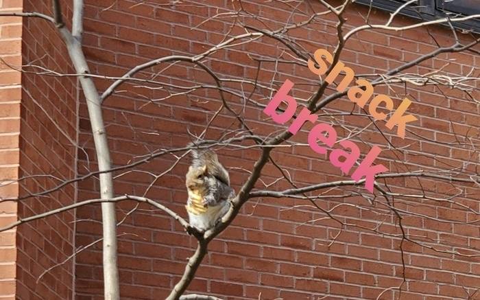 Snack Break Tea