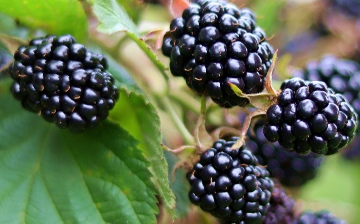 Blackberry Diluted Tea