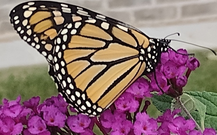 Peachy Mango Blitz Tea