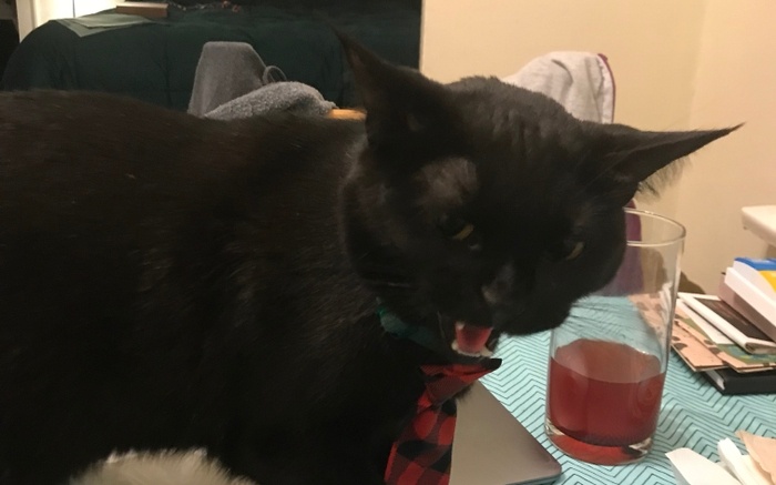 Spicy Kitty Chai Tea