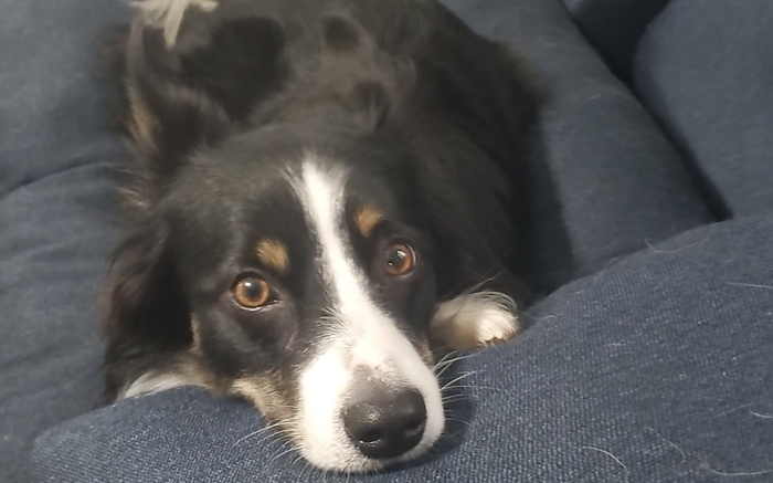 The Distinguished Gentleman Tea