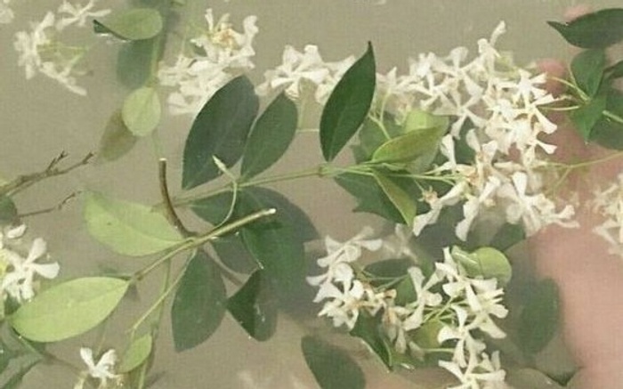 Peppermint Green Tea