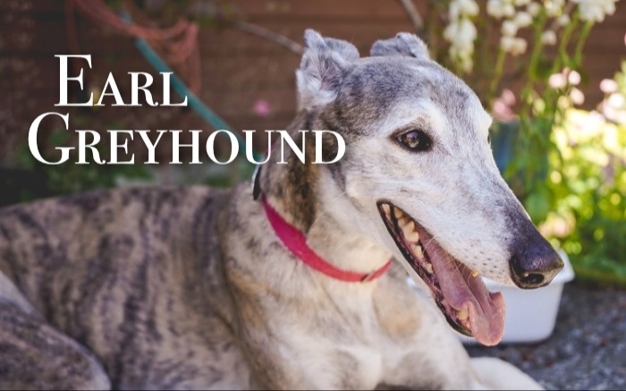 Earl Greyhound Tea