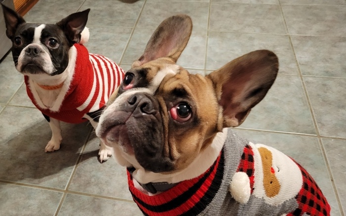 Lola and Ben Blend Tea