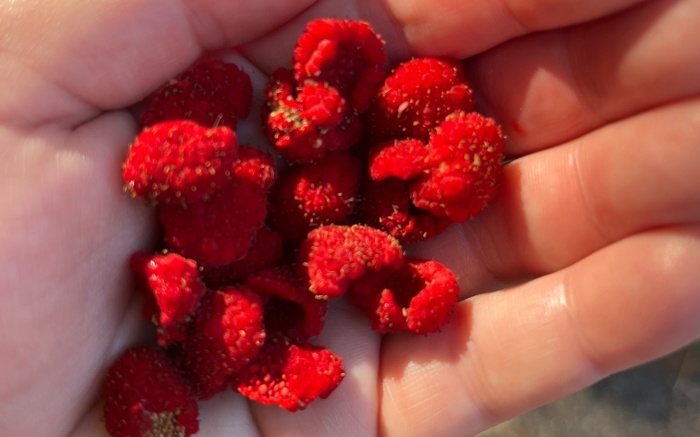 Rowan's Chocolate Raspberry Tea