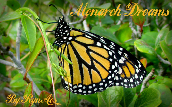 Monarch Dreams Tea